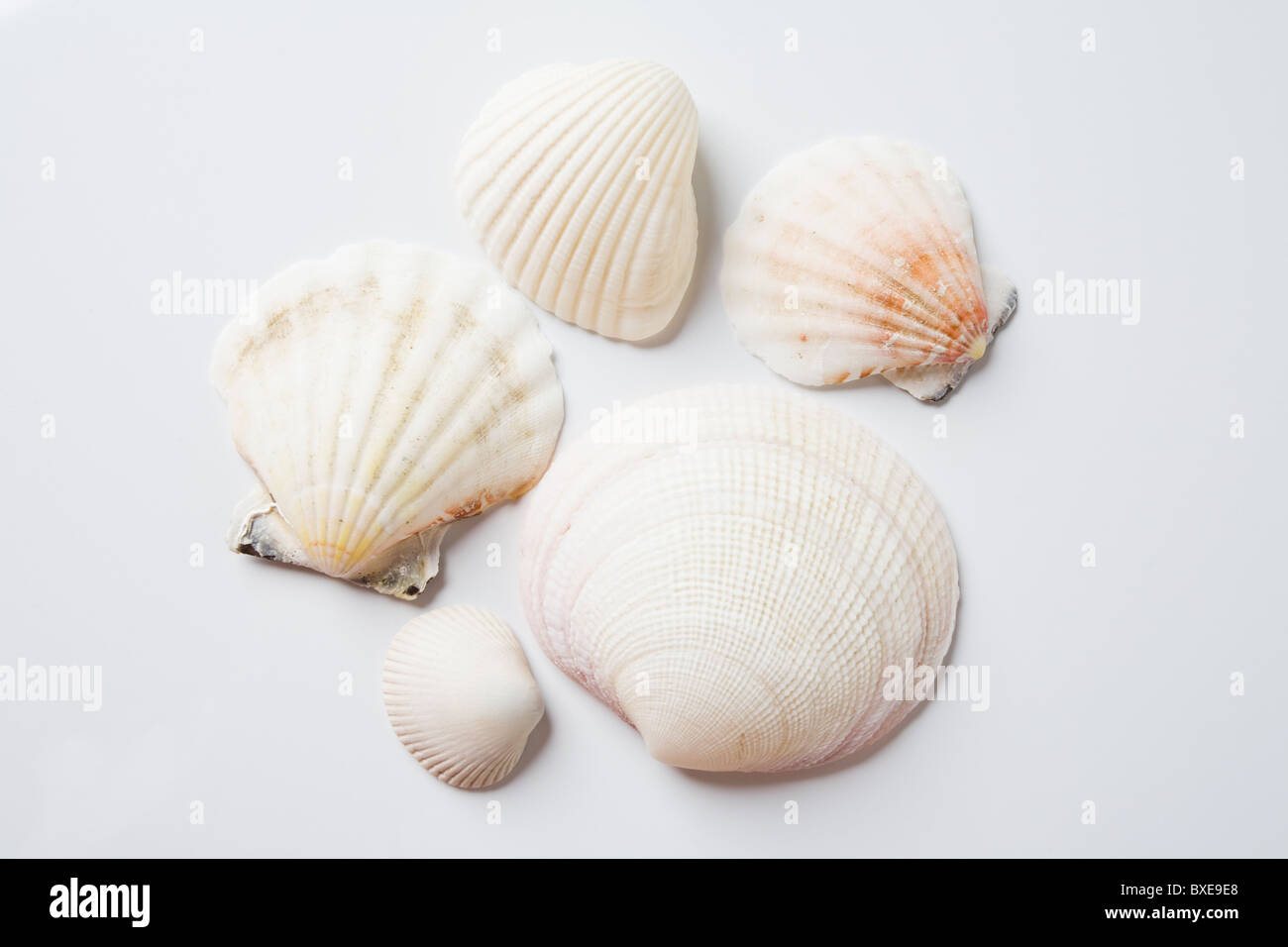 Nautical shells hi-res stock photography and images - Alamy