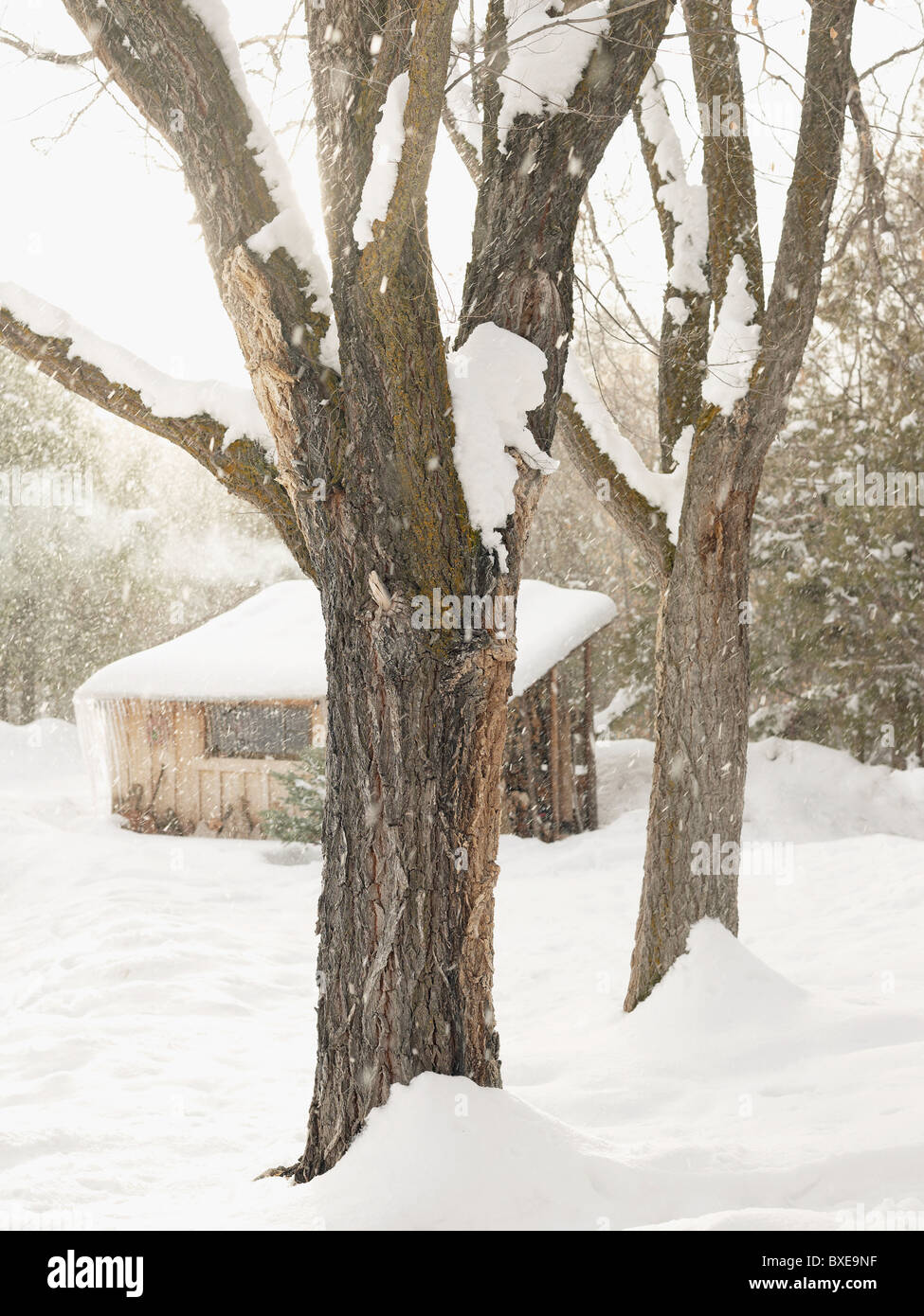 Trees and cabin on snowy day Stock Photo - Alamy