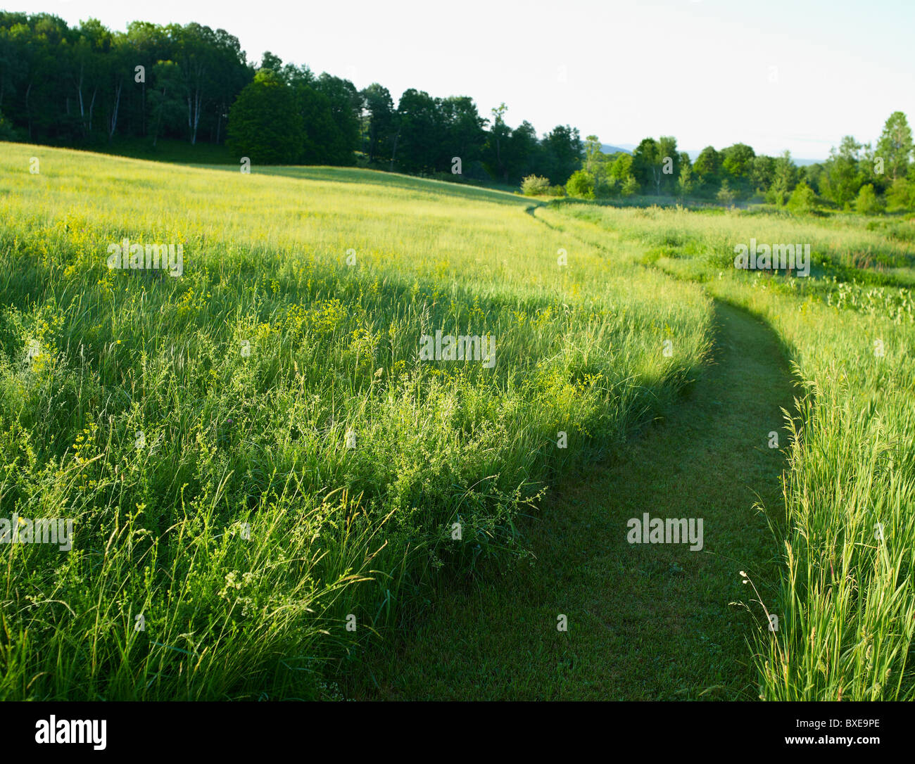 Paths mowed through meadow hi-res stock photography and images - Alamy