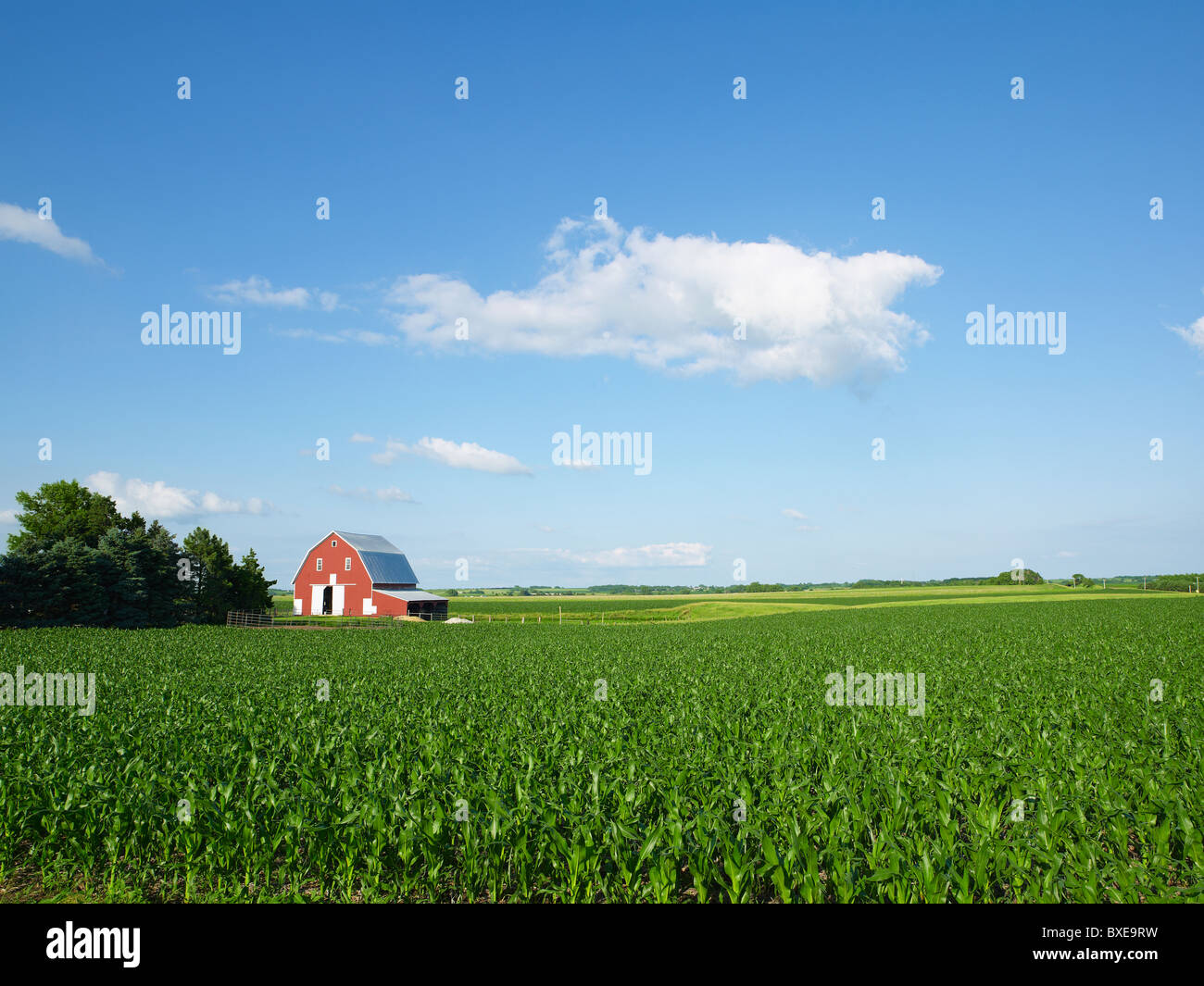 Barn and corn hi-res stock photography and images - Alamy