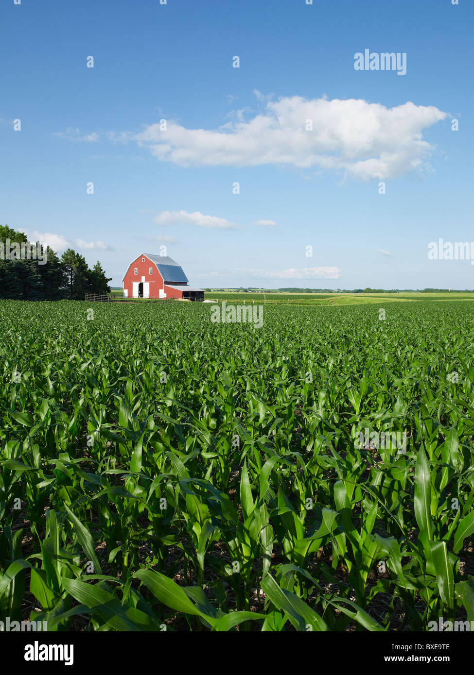 Nebraska corn field hi-res stock photography and images - Alamy