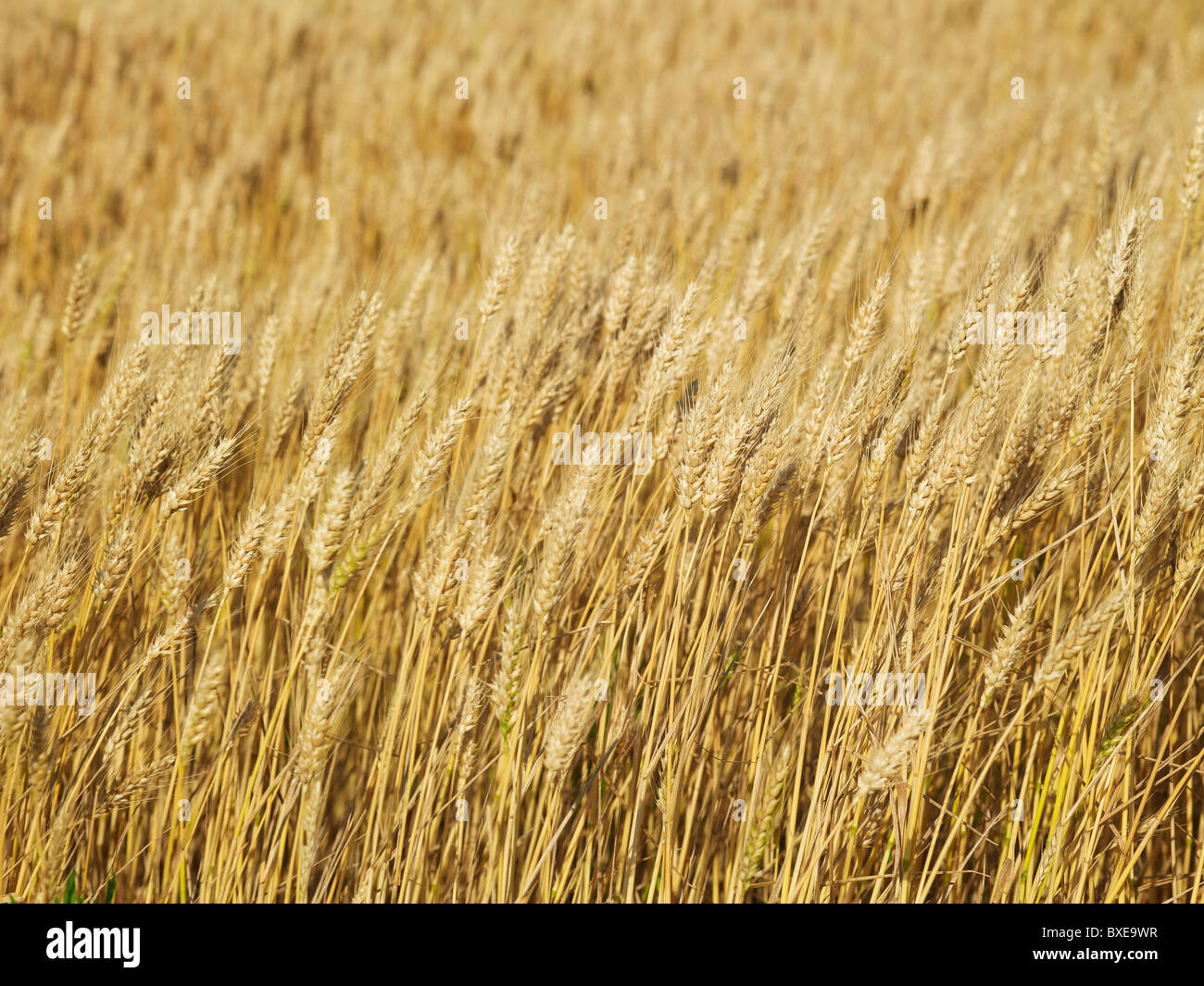 Wheat fields nebraska hi-res stock photography and images - Alamy