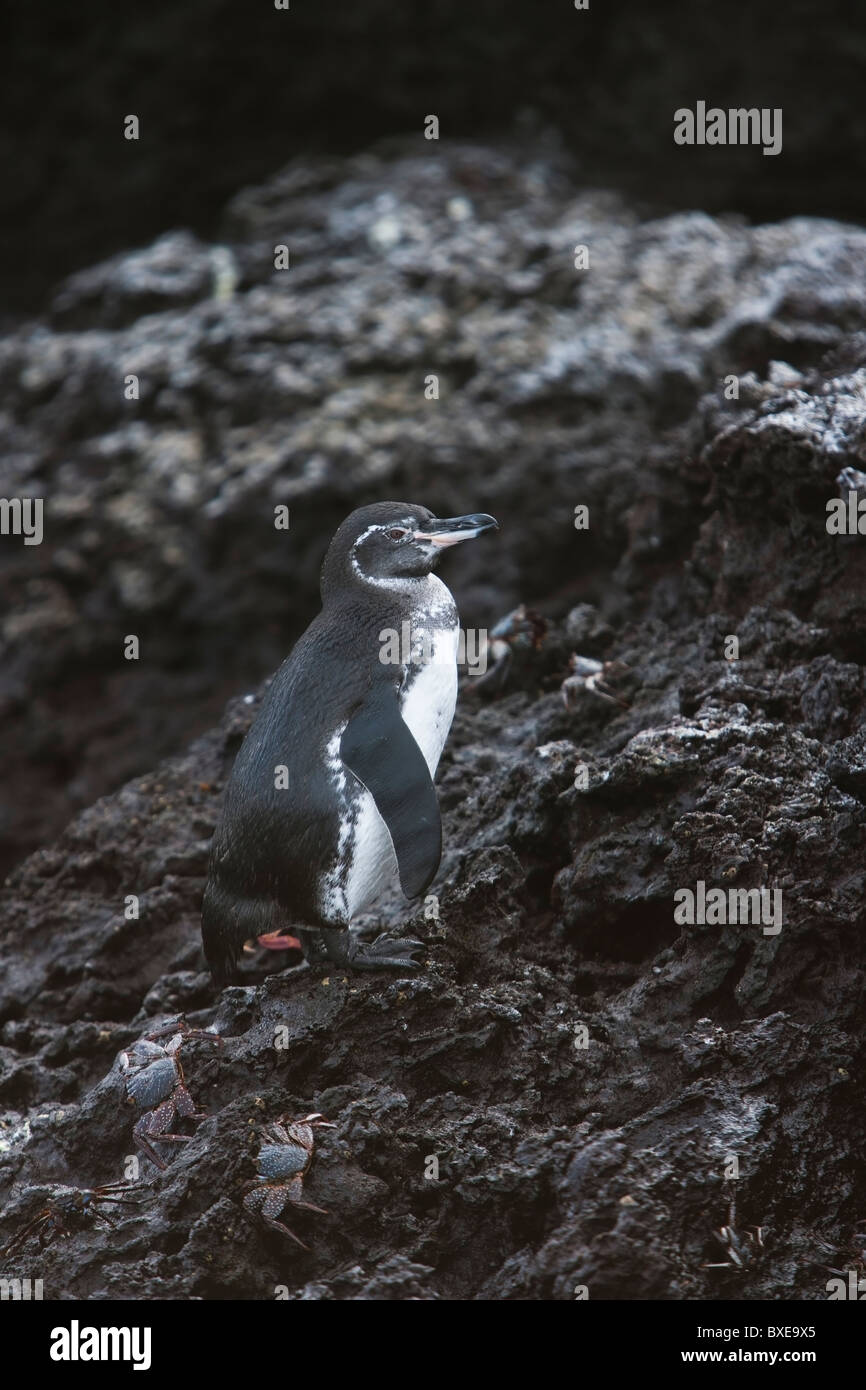 Galapagos Penguin (Spheniscus mendiculus) and Sally Lightfoot Crabs ...