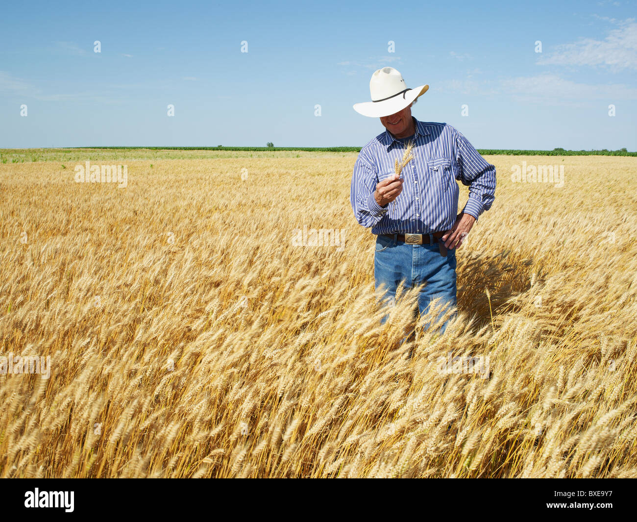 Wheat fields nebraska hi-res stock photography and images - Alamy