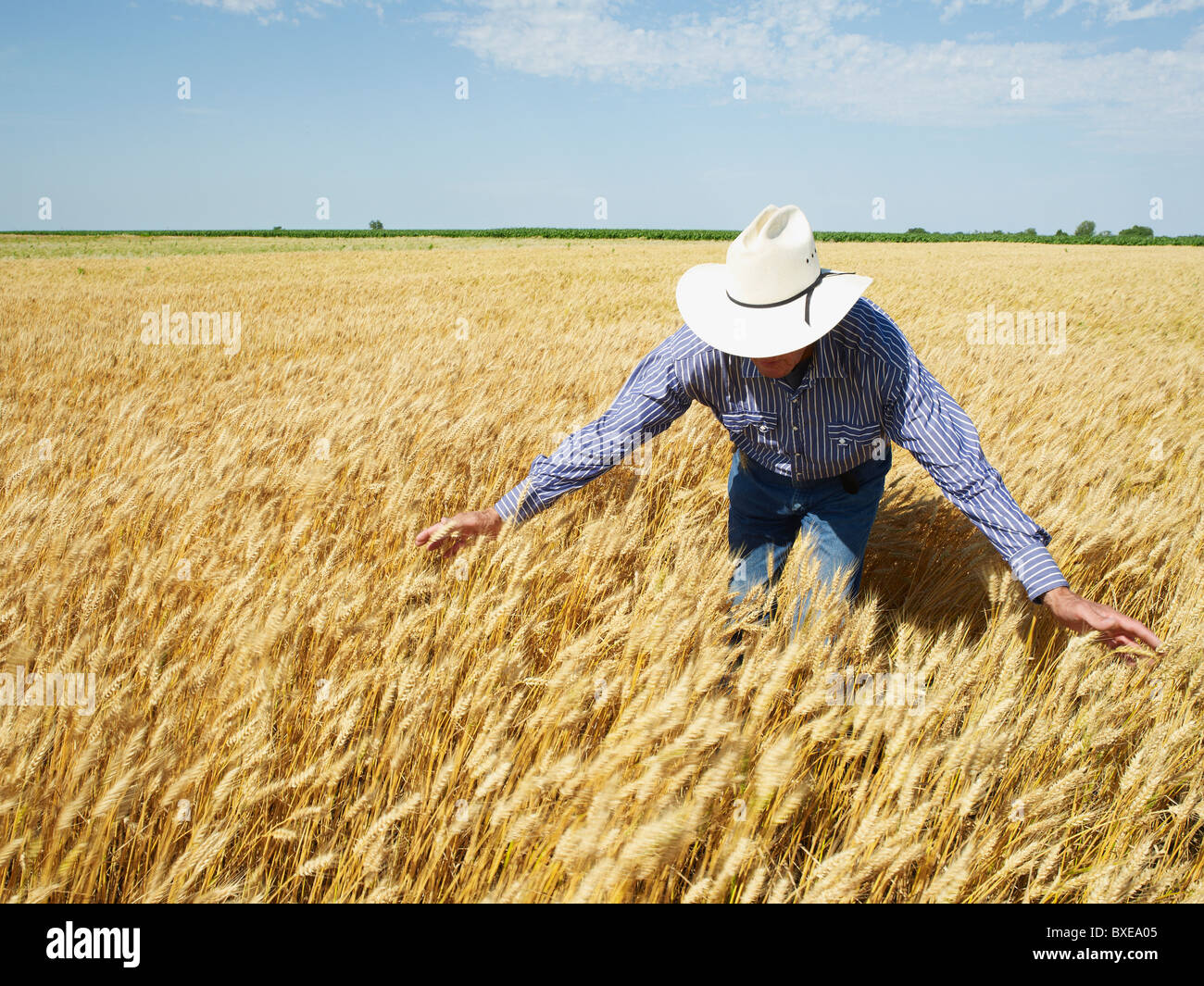 Wheat farmer usa hi-res stock photography and images - Alamy