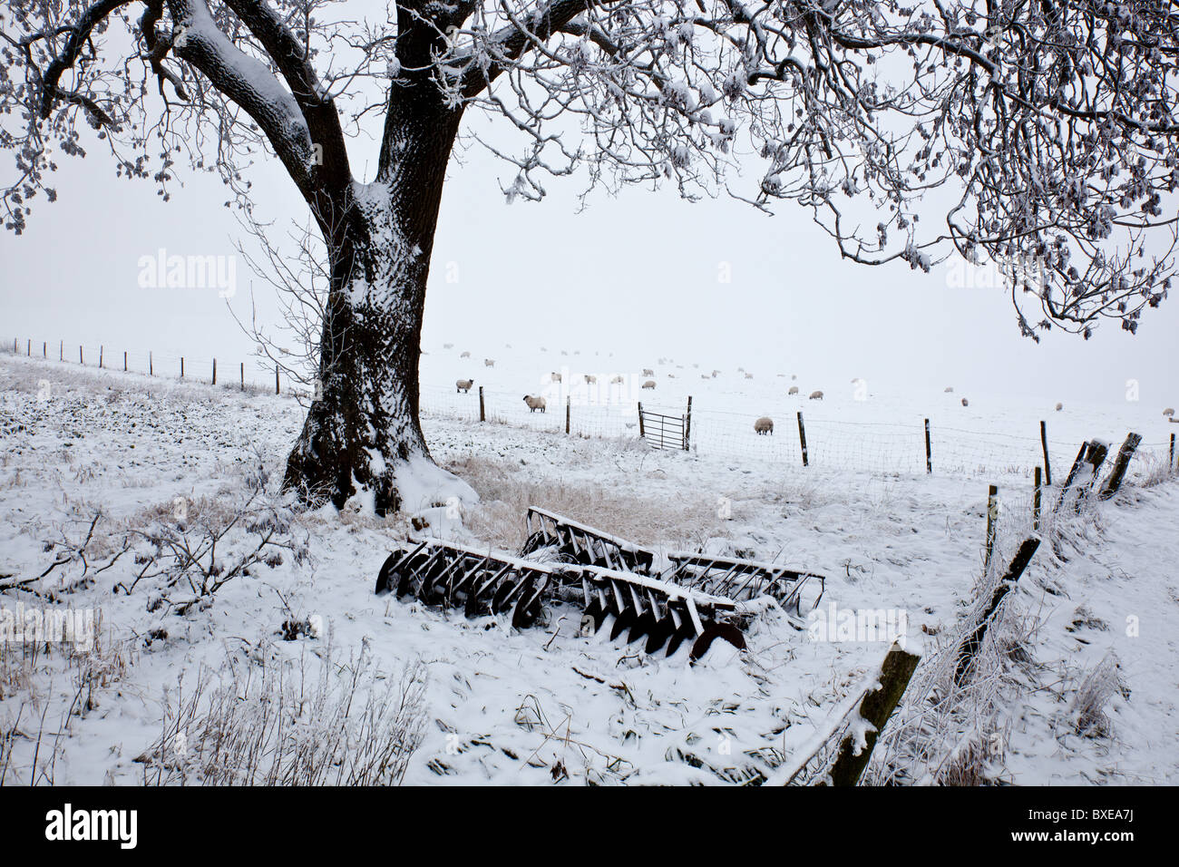 Snow covered farm machinery adjacent to a field a sheep, near Ragdon ...