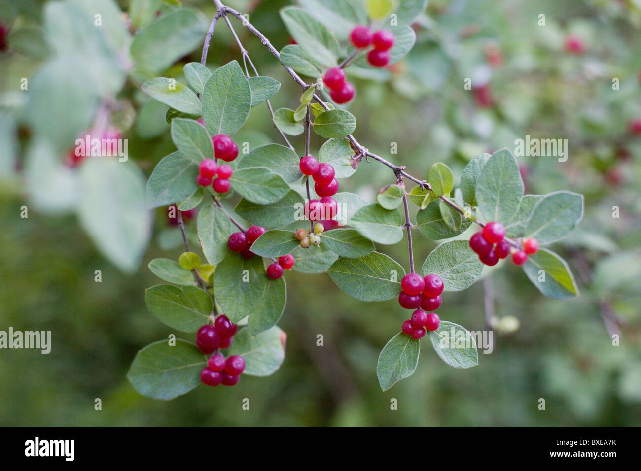 Red berries on wild plant Stock Photo - Alamy