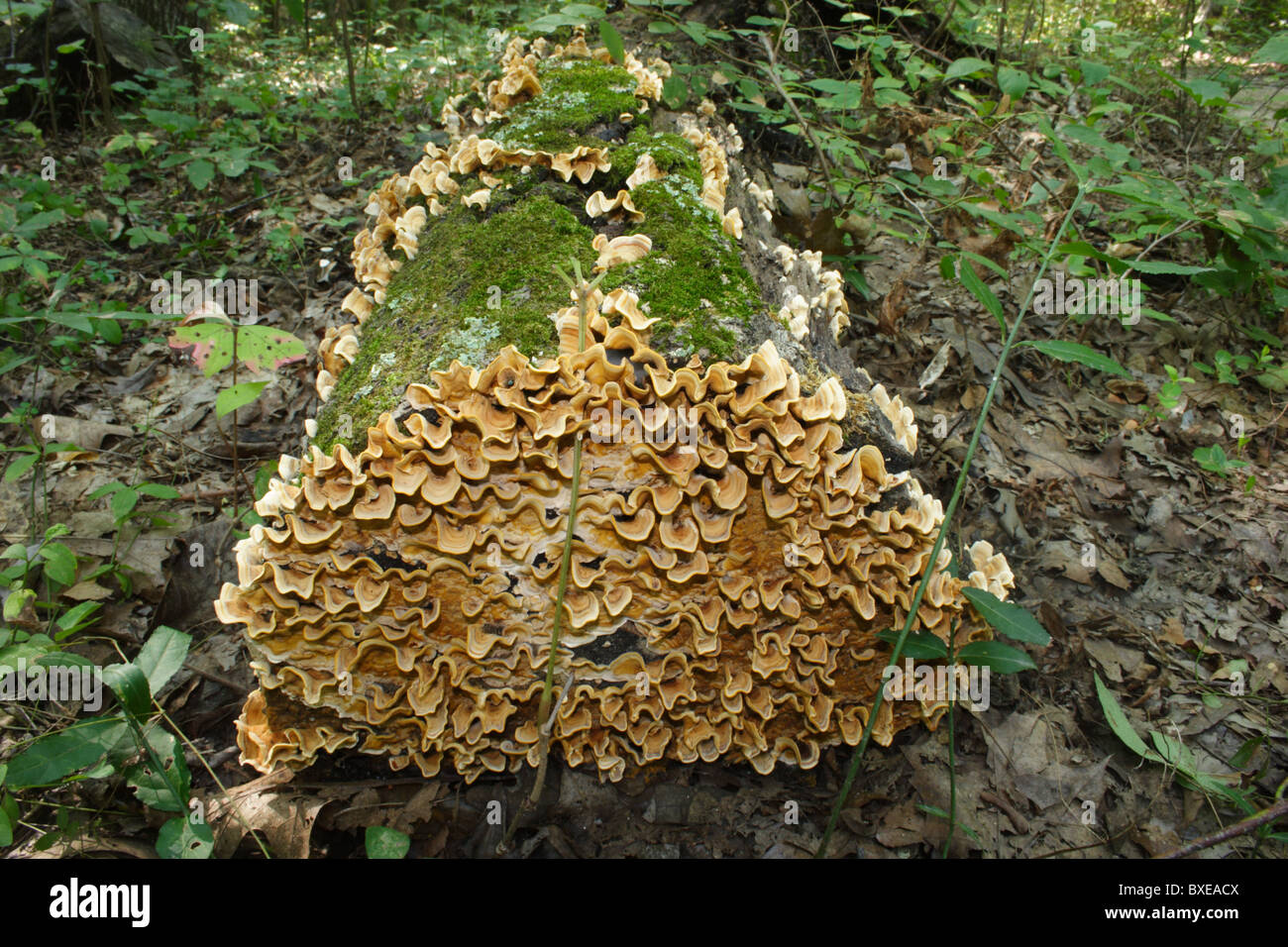 Fungus on dead tree stump hi-res stock photography and images - Alamy