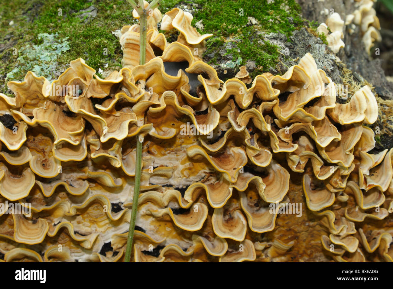 Fungus on dead tree stump hi-res stock photography and images - Alamy