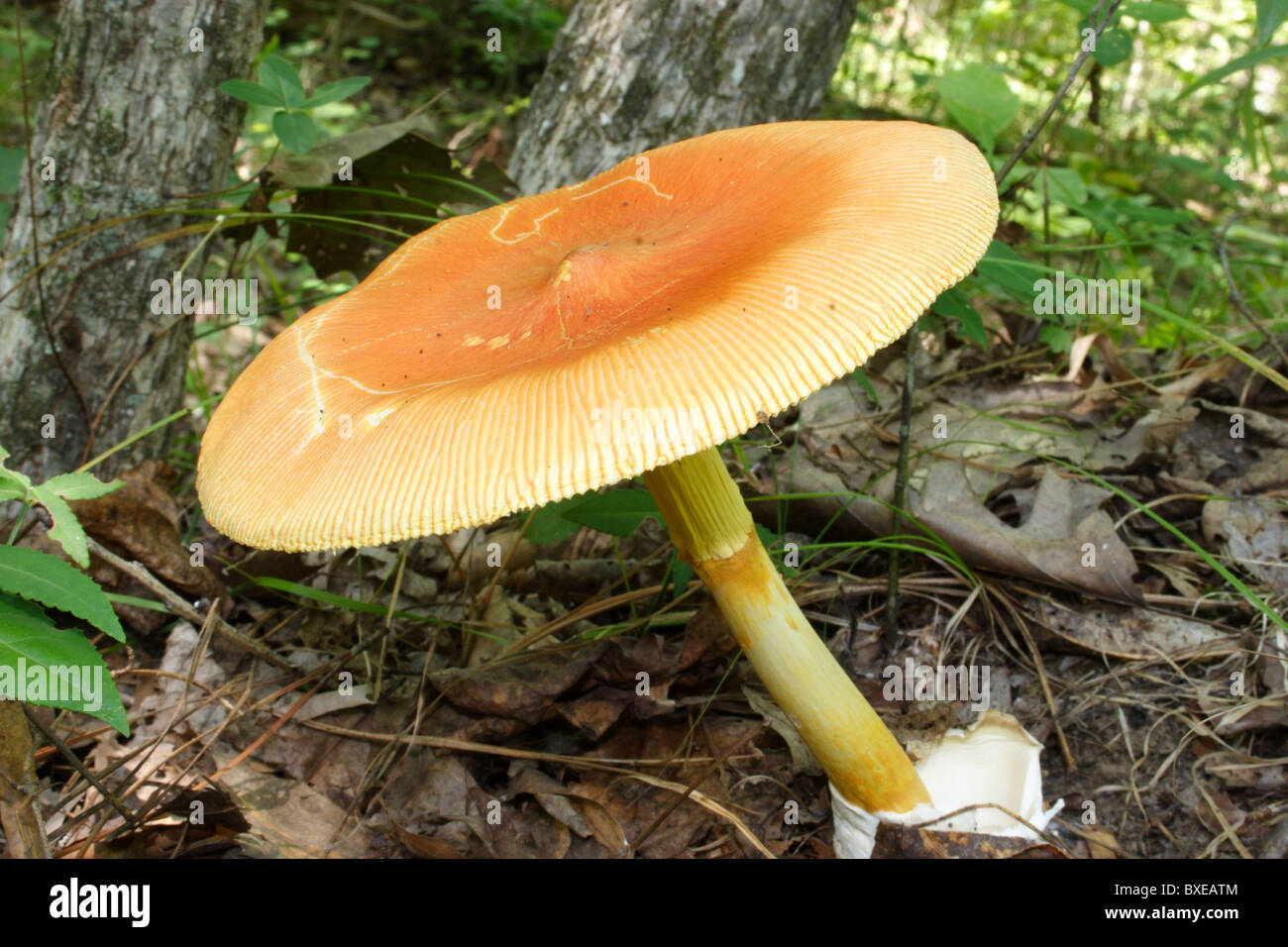 American caesars amanita hi-res stock photography and images - Alamy
