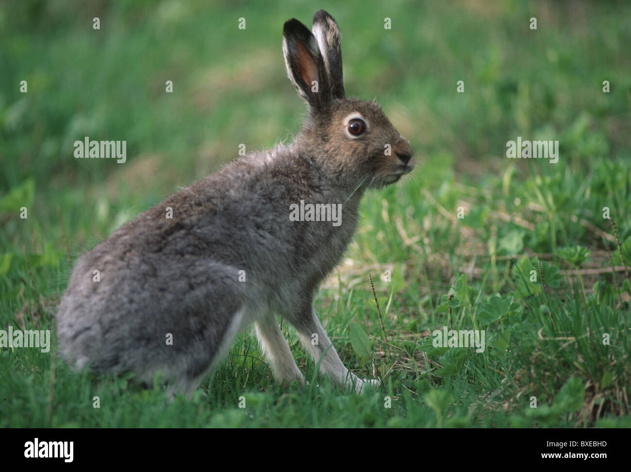 Portrait of a Hare, wildlife, nature Stock Photo - Alamy