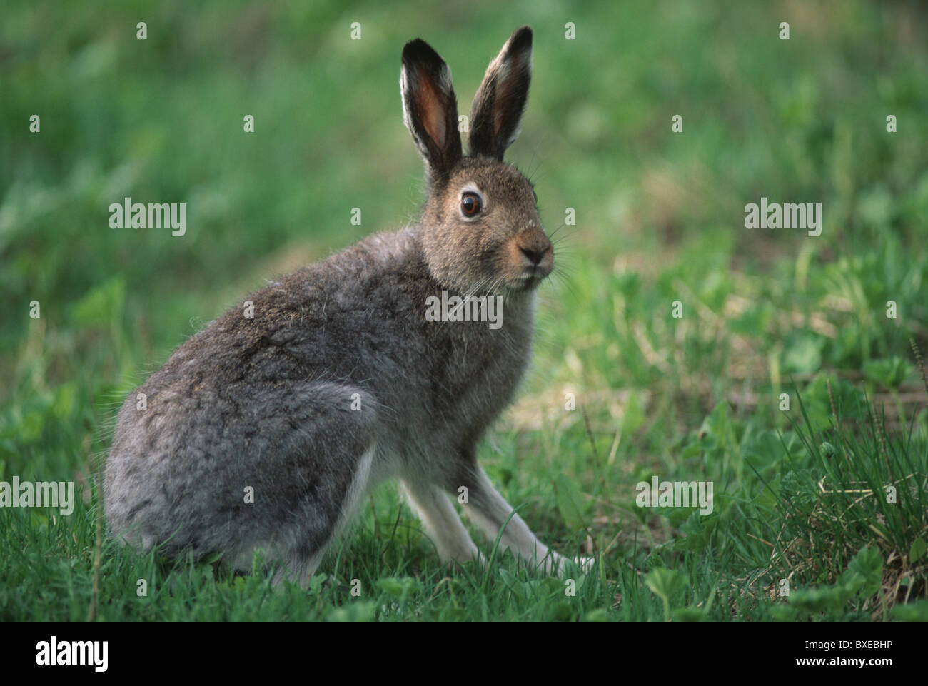 Portrait of a Hare, wildlife, nature Stock Photo - Alamy