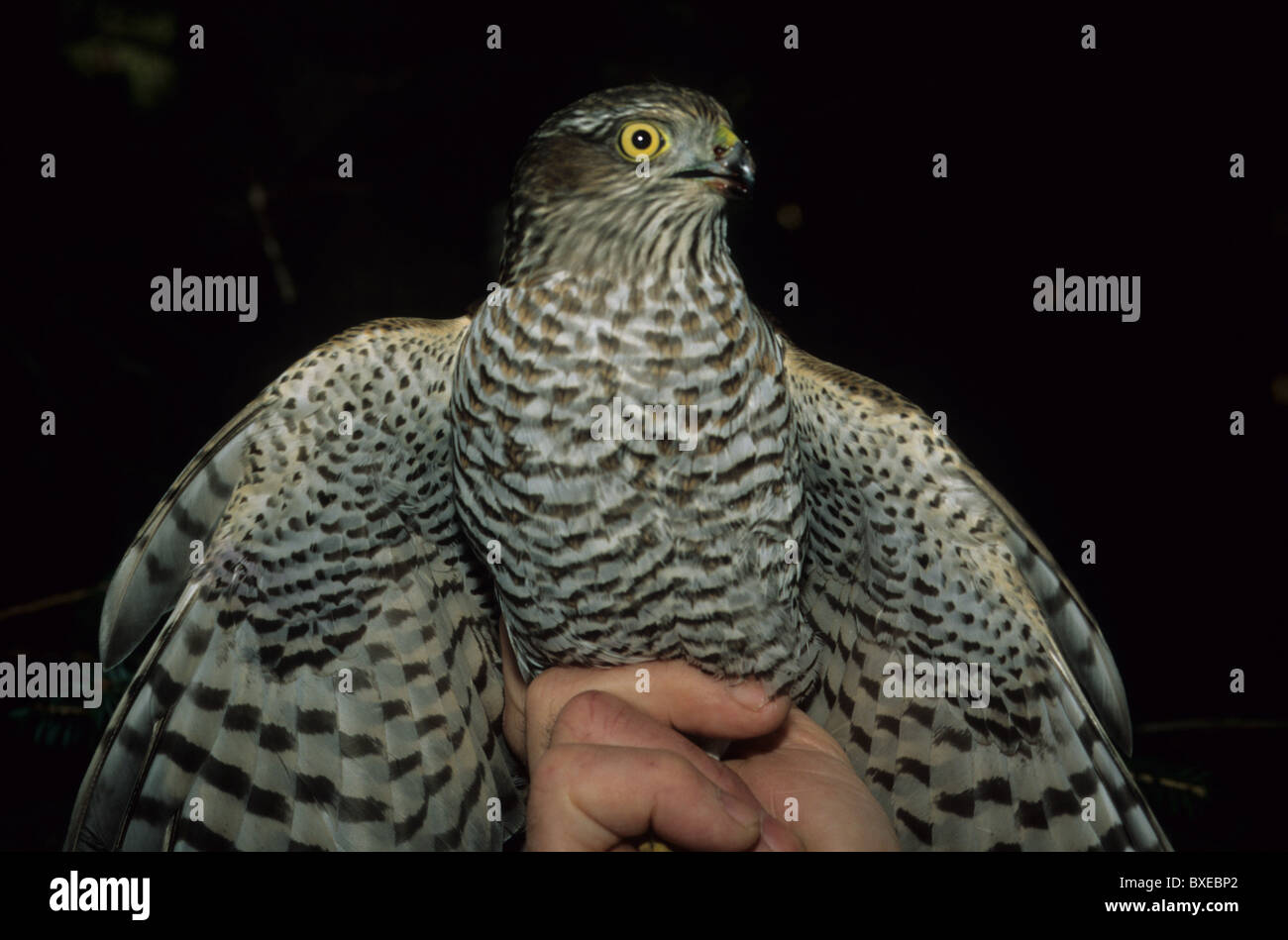 Old man with a sparrow hawk in his hand hi-res stock photography and ...