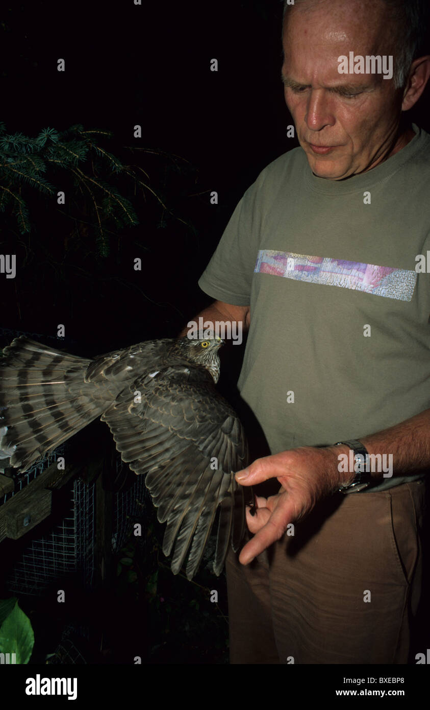 Old man with a sparrow hawk in his hand hi-res stock photography and ...