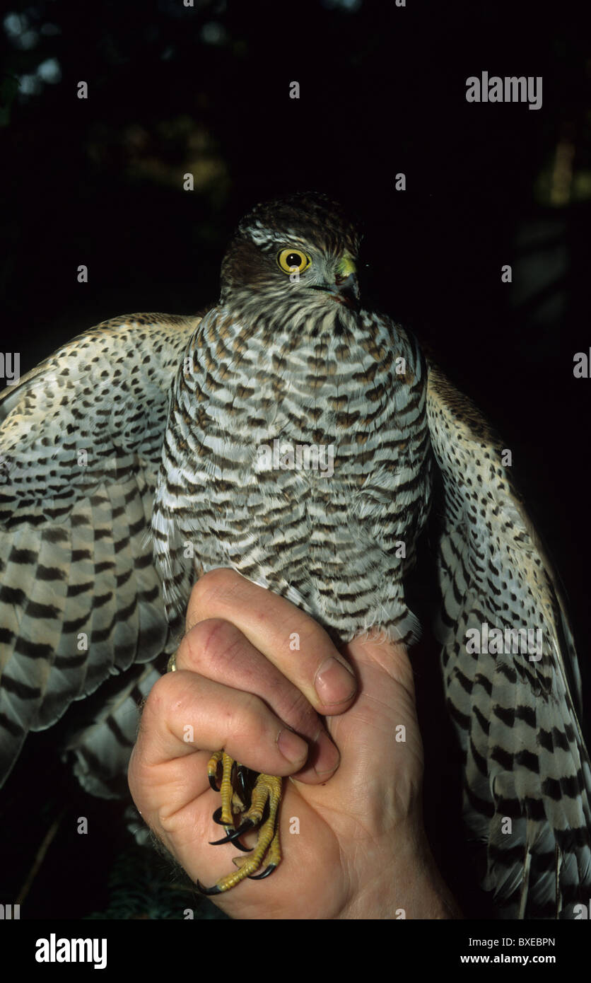 Old man with a sparrow hawk in his hand hi-res stock photography and ...