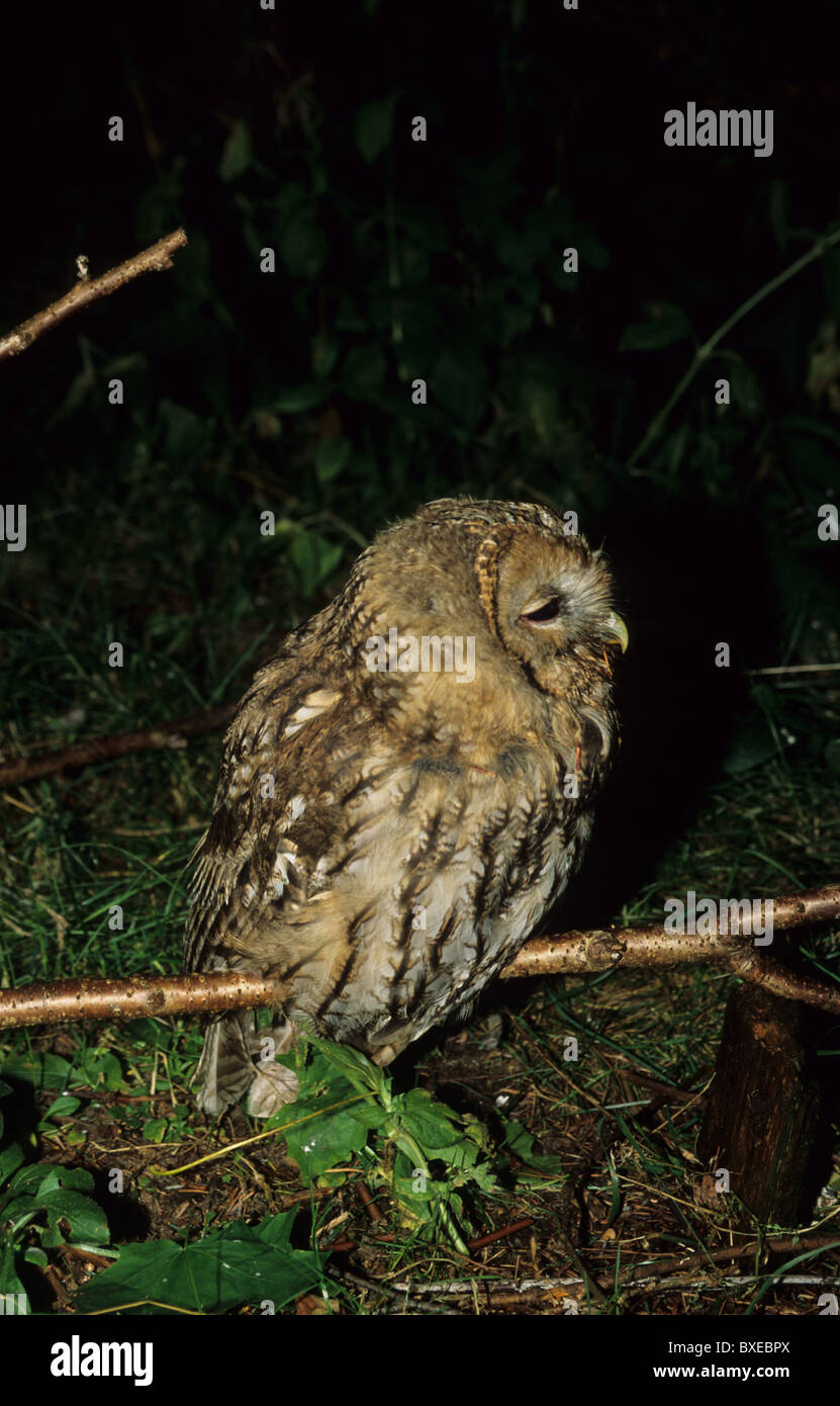 Portrait of a cat owl Stock Photo - Alamy