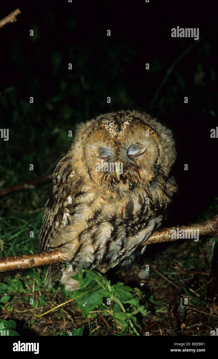 Portrait of a cat owl Stock Photo - Alamy