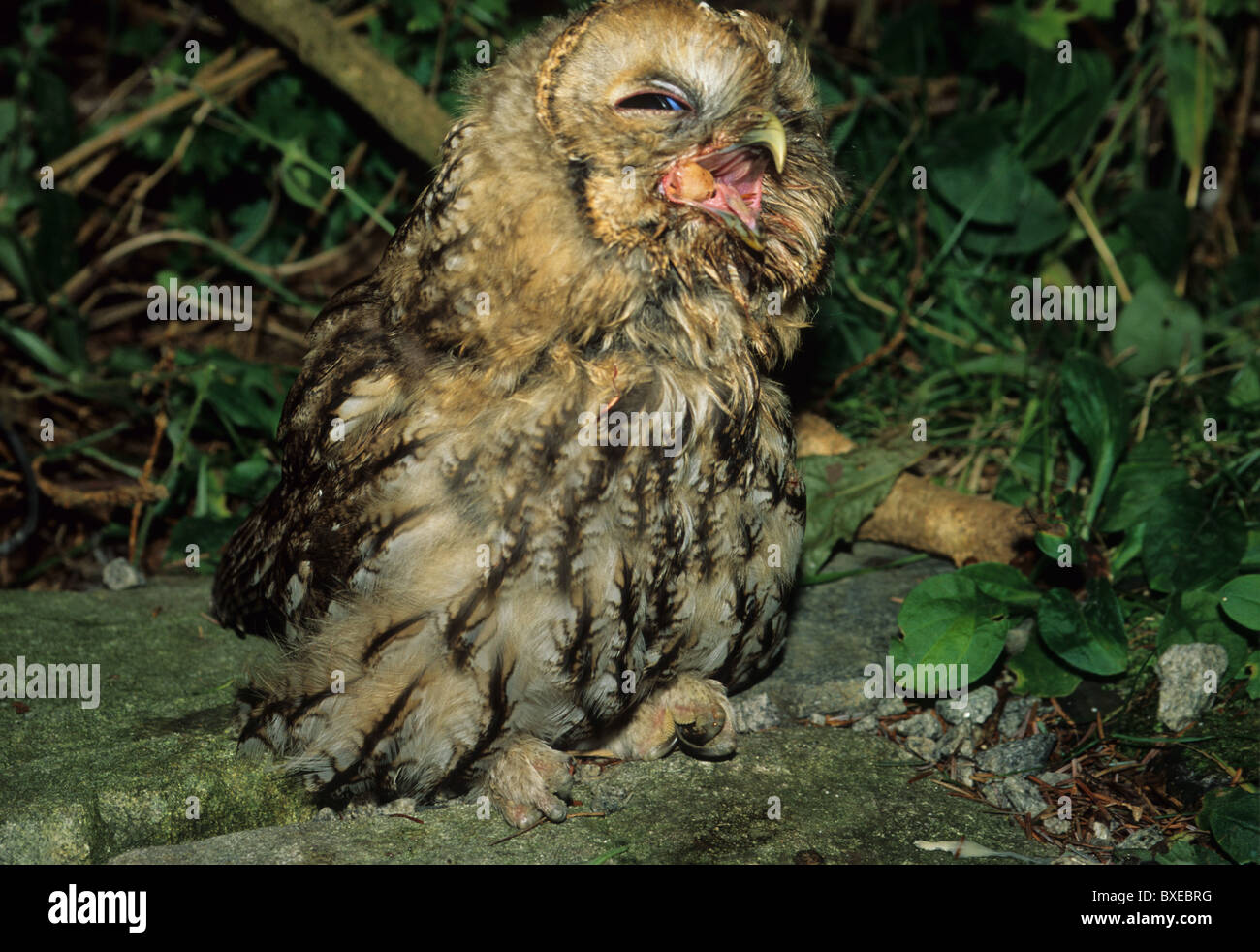 Owl cat hi-res stock photography and images - Alamy