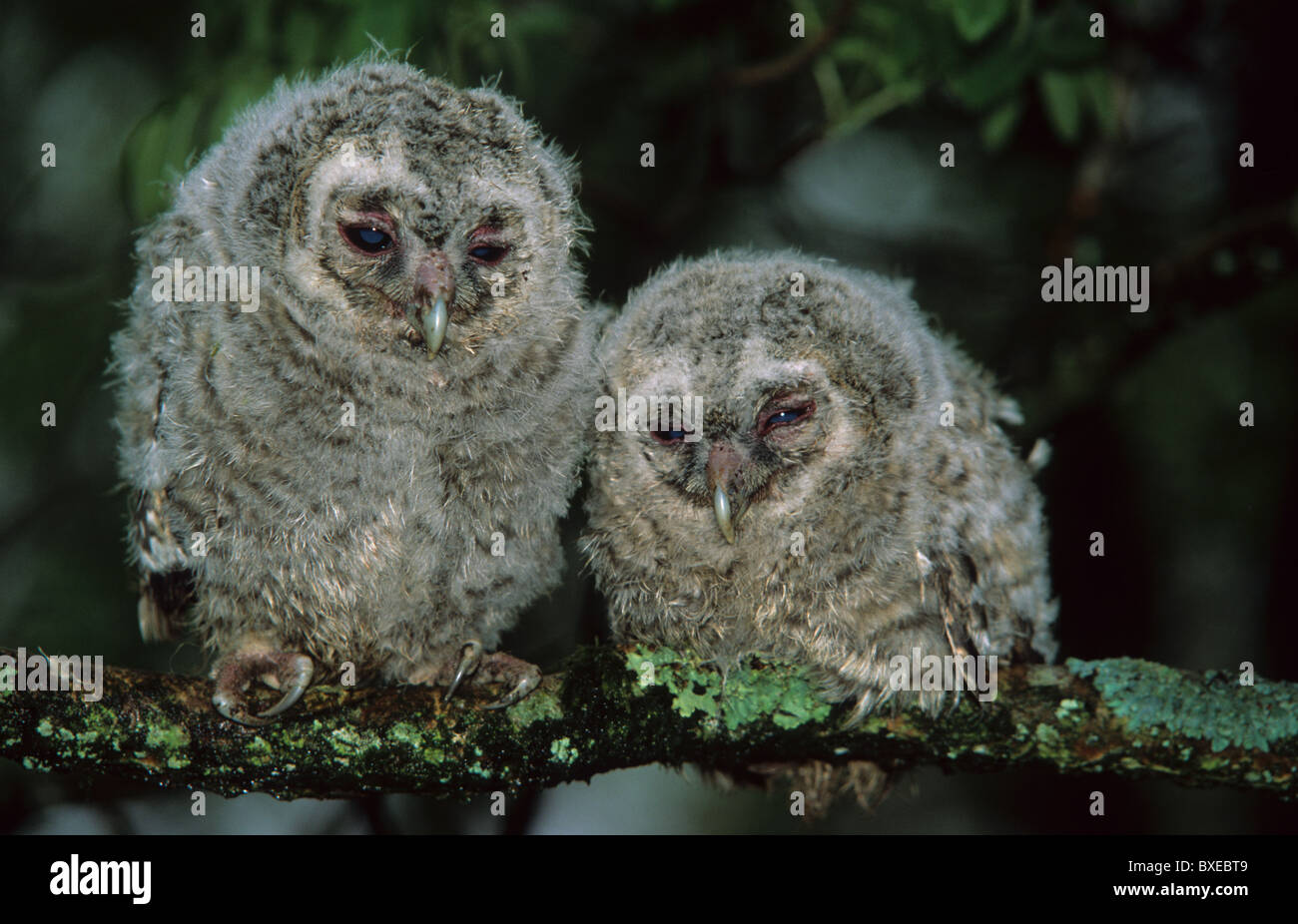 Portrait of Cat owl chicks in the wood, cat owl chicks sitting on a ...