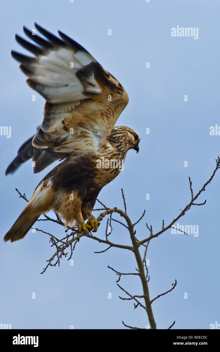 Rough legged hawk hi-res stock photography and images - Alamy