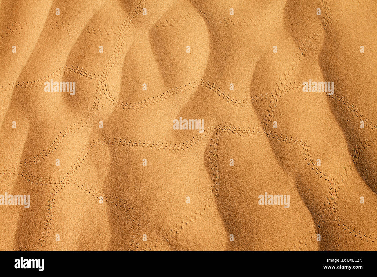 Insect tracks hi-res stock photography and images - Alamy