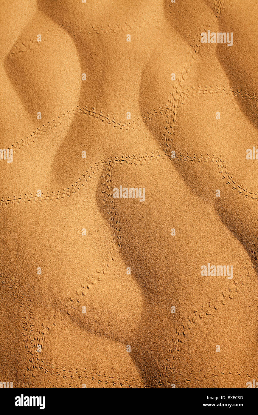 Insect tracks hi-res stock photography and images - Alamy