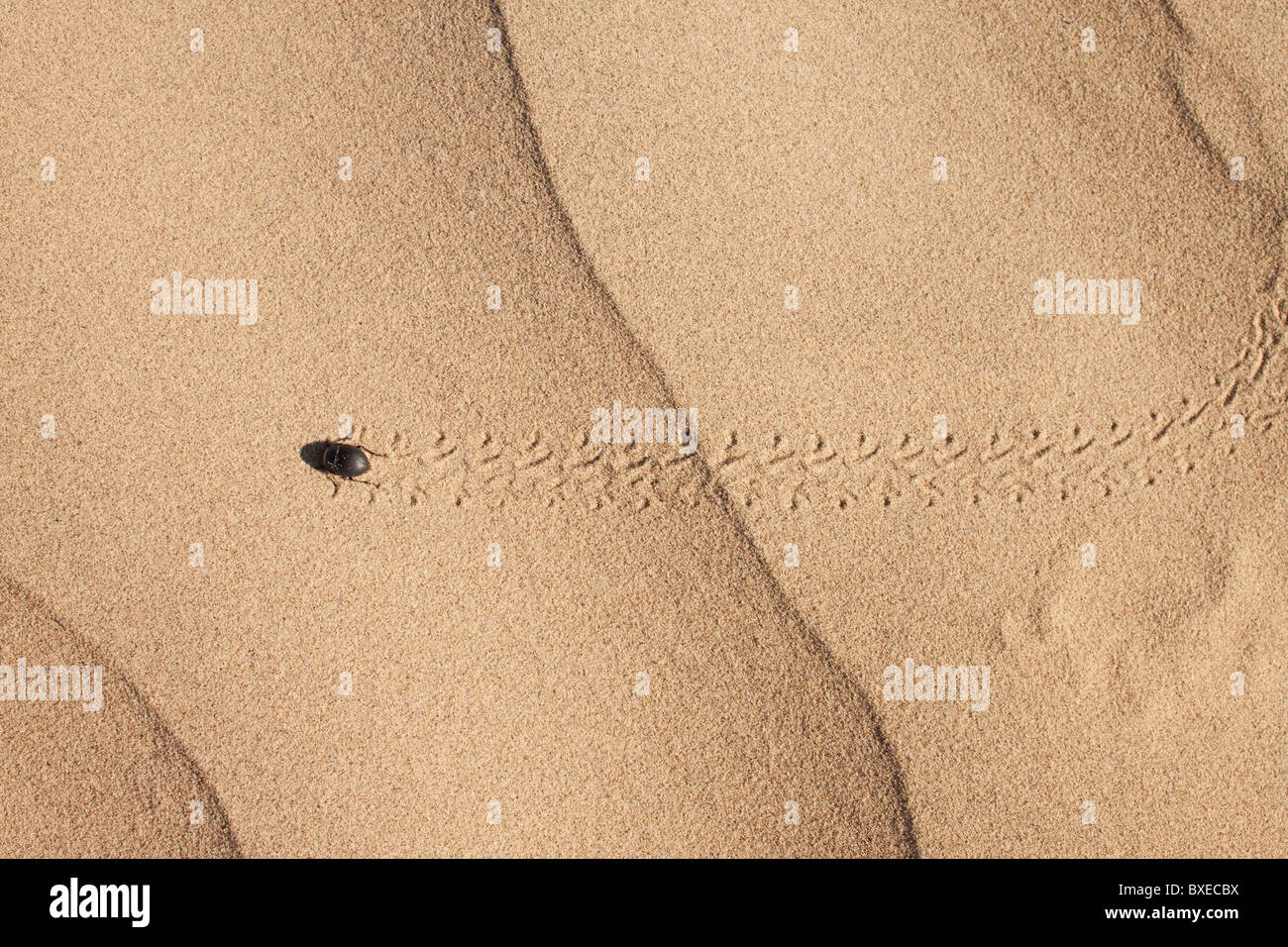 Perseverance and tenacity hi-res stock photography and images - Alamy