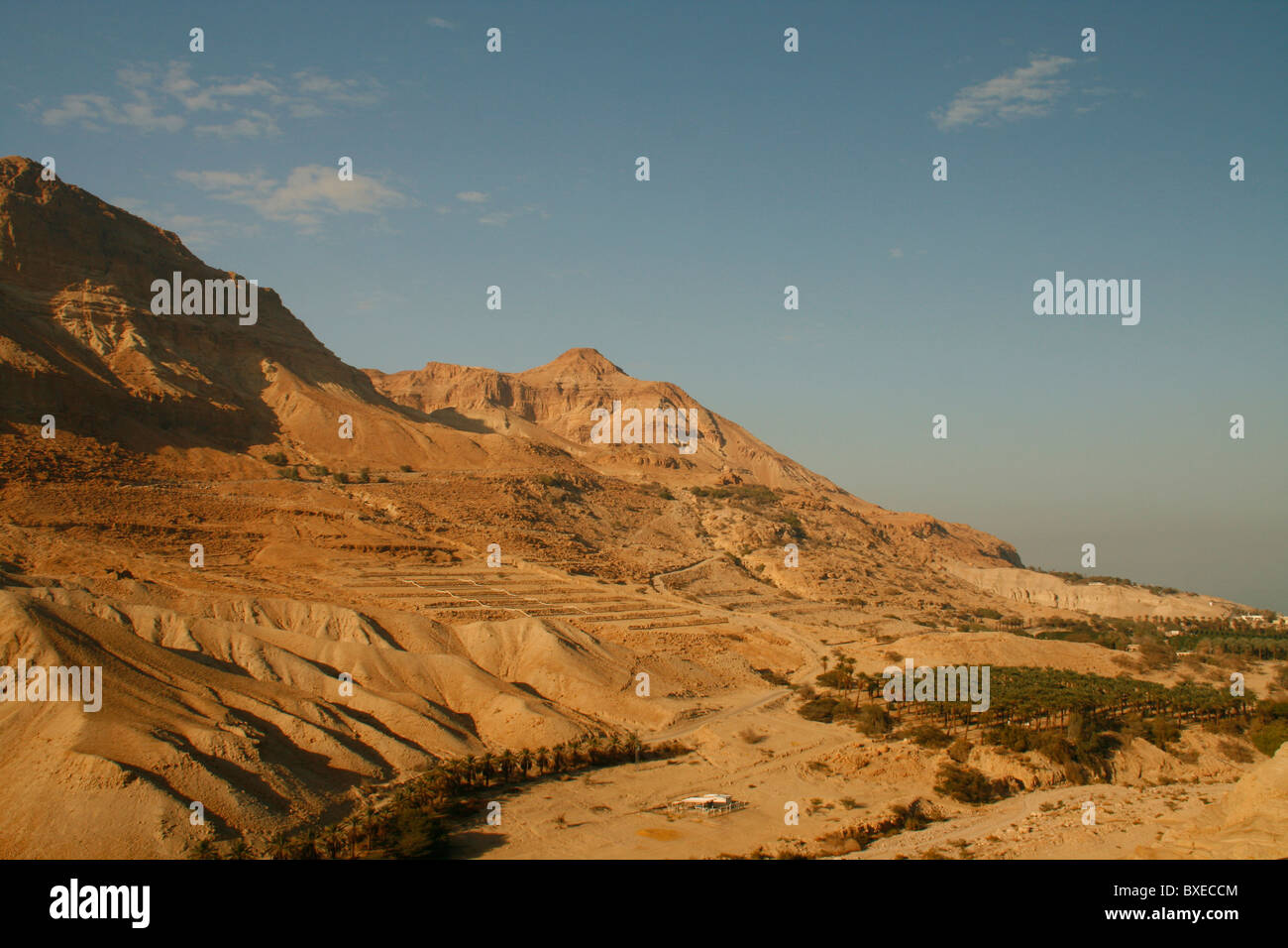 Plantation of the date palms in the oasis in the middle of Yehuda ...