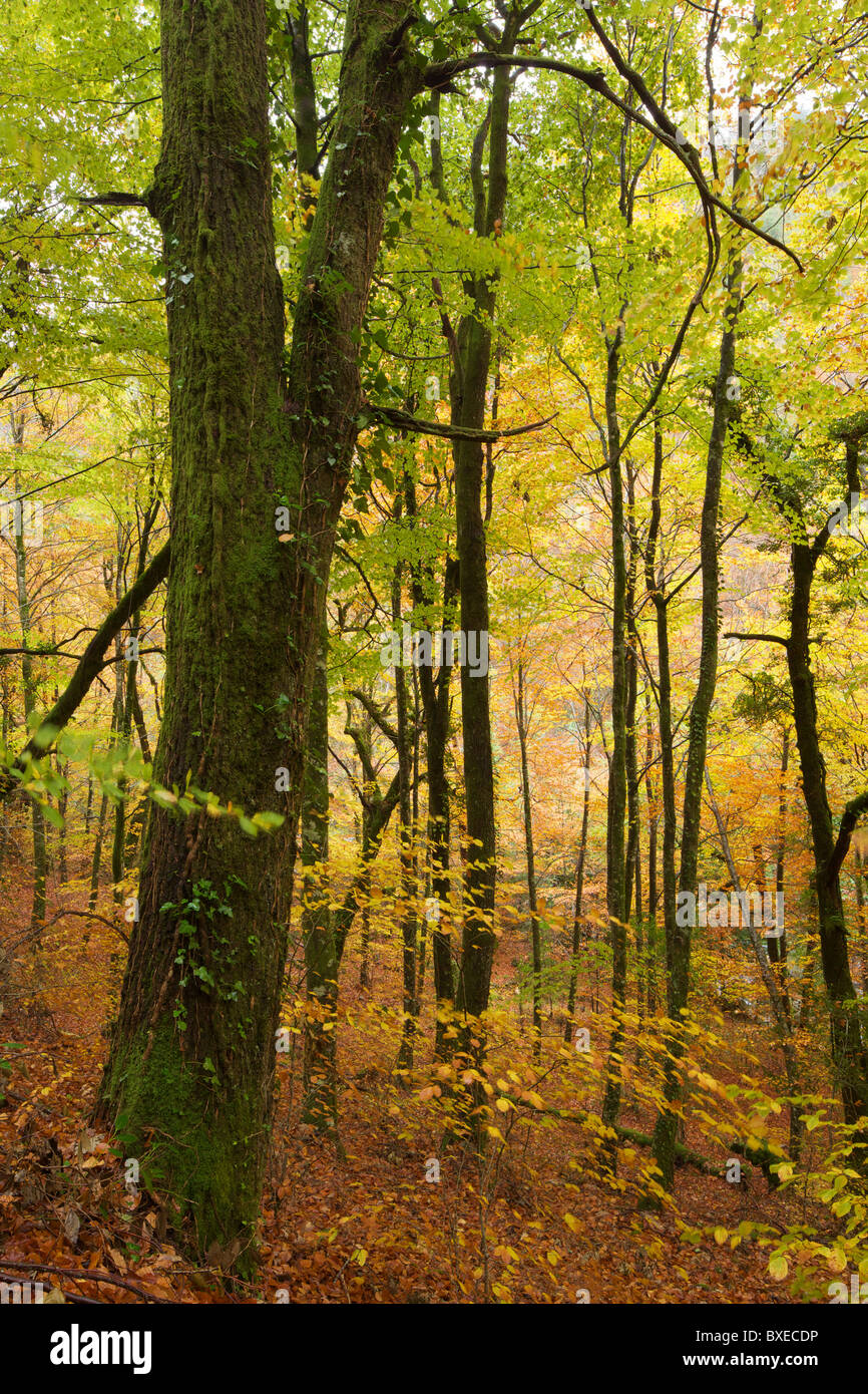 Beech forest during fall peak color, Leonte, Penêda Gerês National Park ...