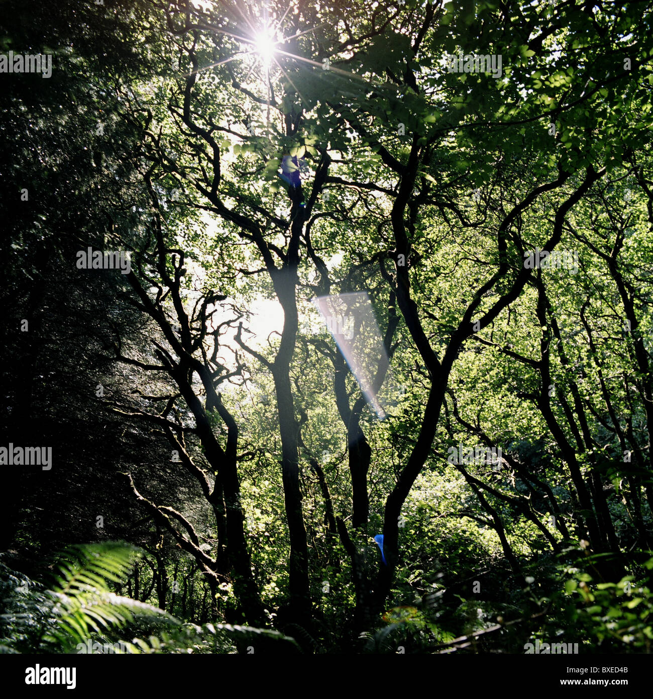 Sun bursting through trees in a forest on the western Scottish Isle of ...