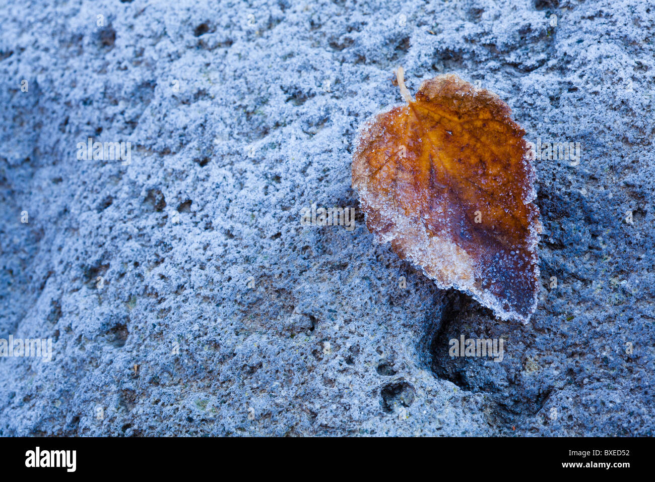 Frosted red leaf hi-res stock photography and images - Alamy