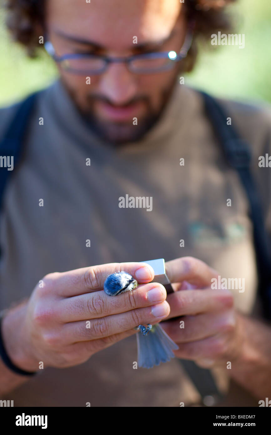 Ringing of birds hi-res stock photography and images - Alamy