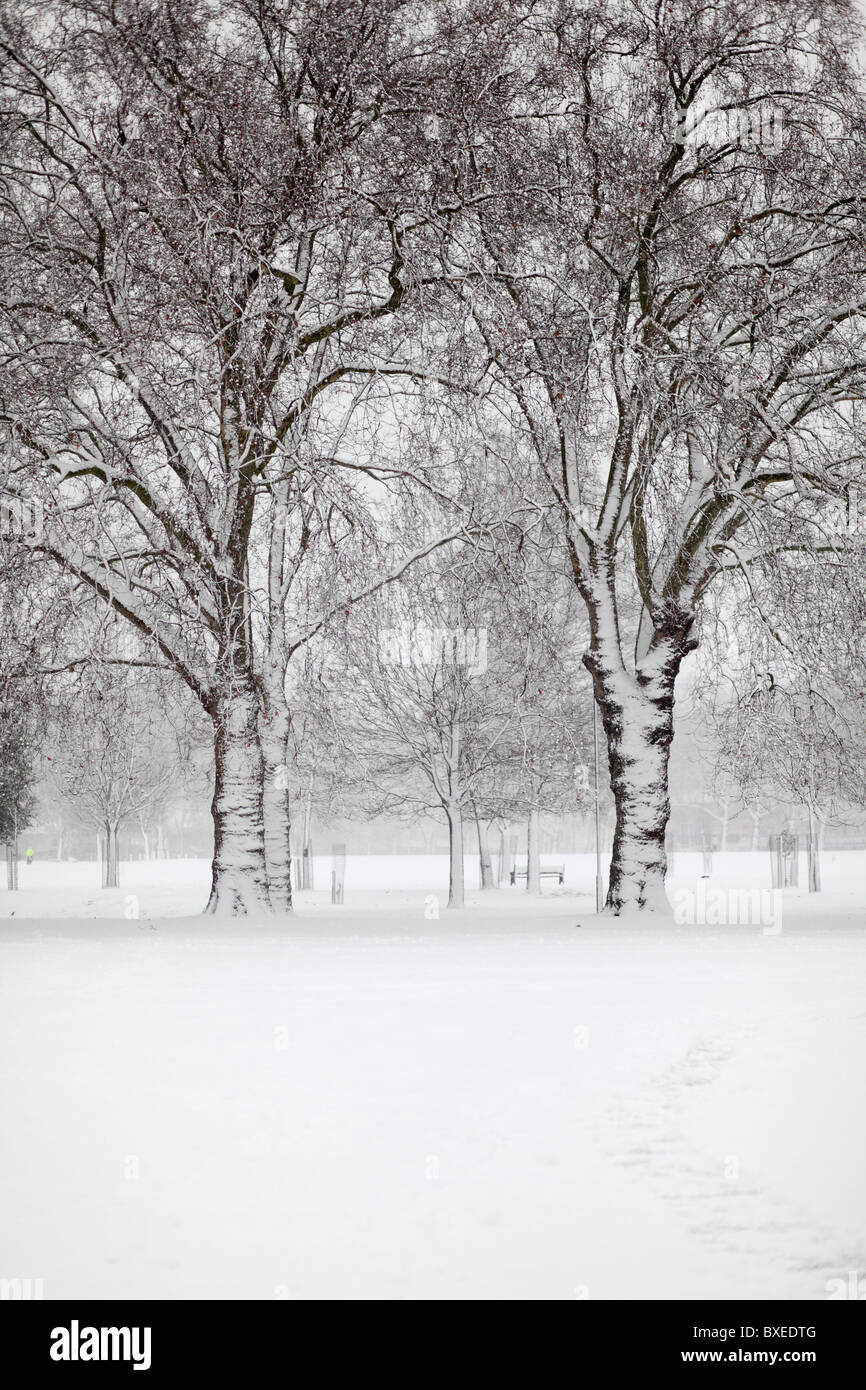 trees under snow Stock Photo - Alamy