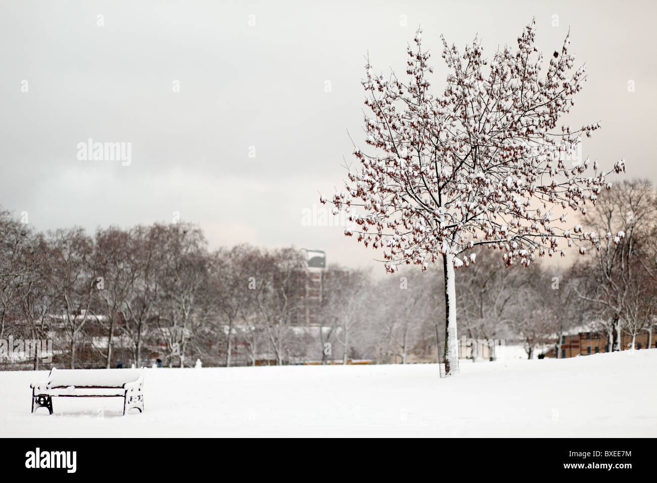 trees under snow Stock Photo - Alamy