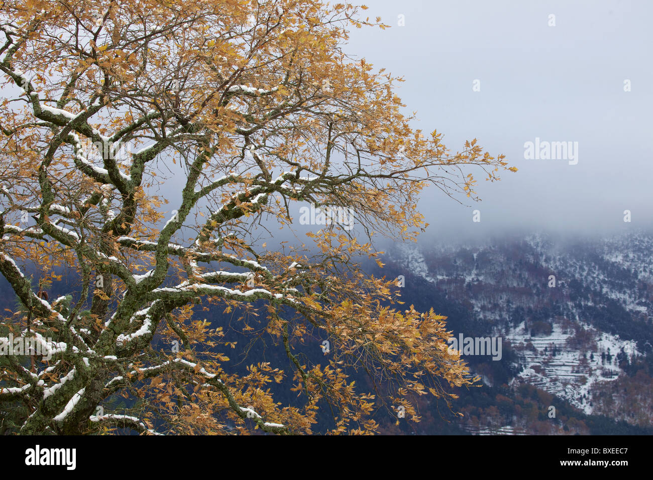 Oak mountain hi-res stock photography and images - Alamy