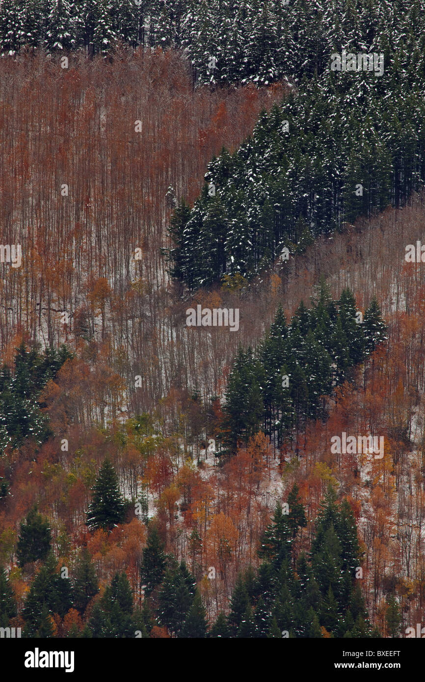 Beech And Pine Trees High Resolution Stock Photography and Images - Alamy