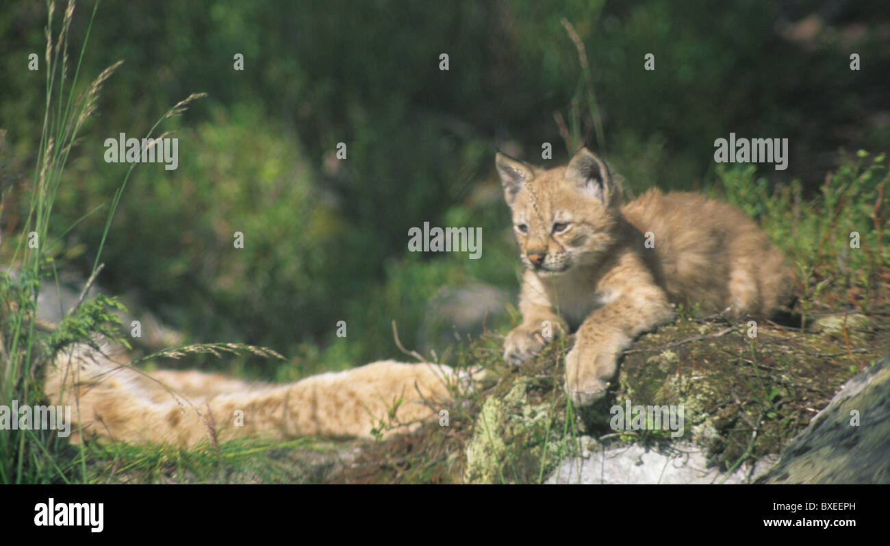 Young Lynx playing Stock Photo - Alamy