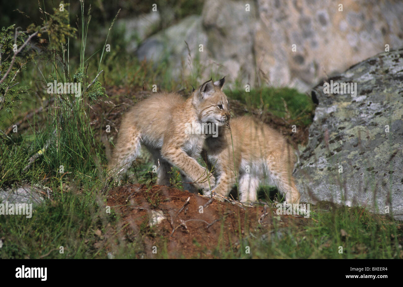 Young Lynx playing Stock Photo - Alamy