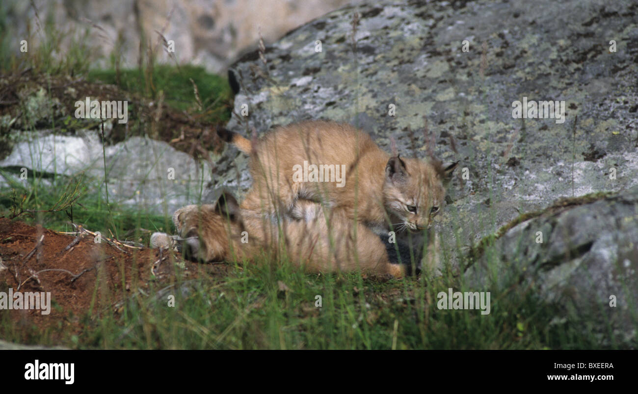 Young Lynx playing Stock Photo - Alamy