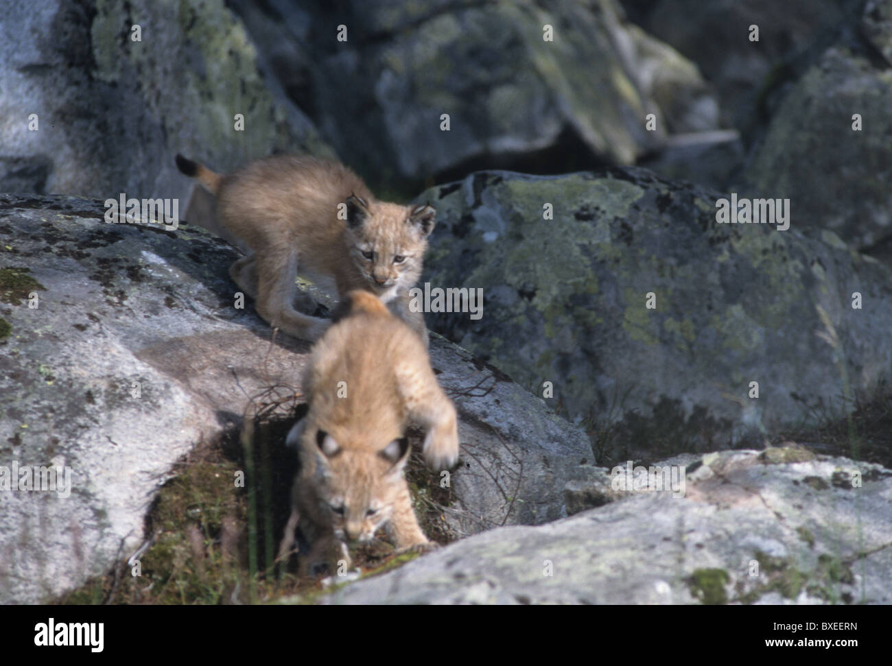 Young Lynx playing Stock Photo - Alamy