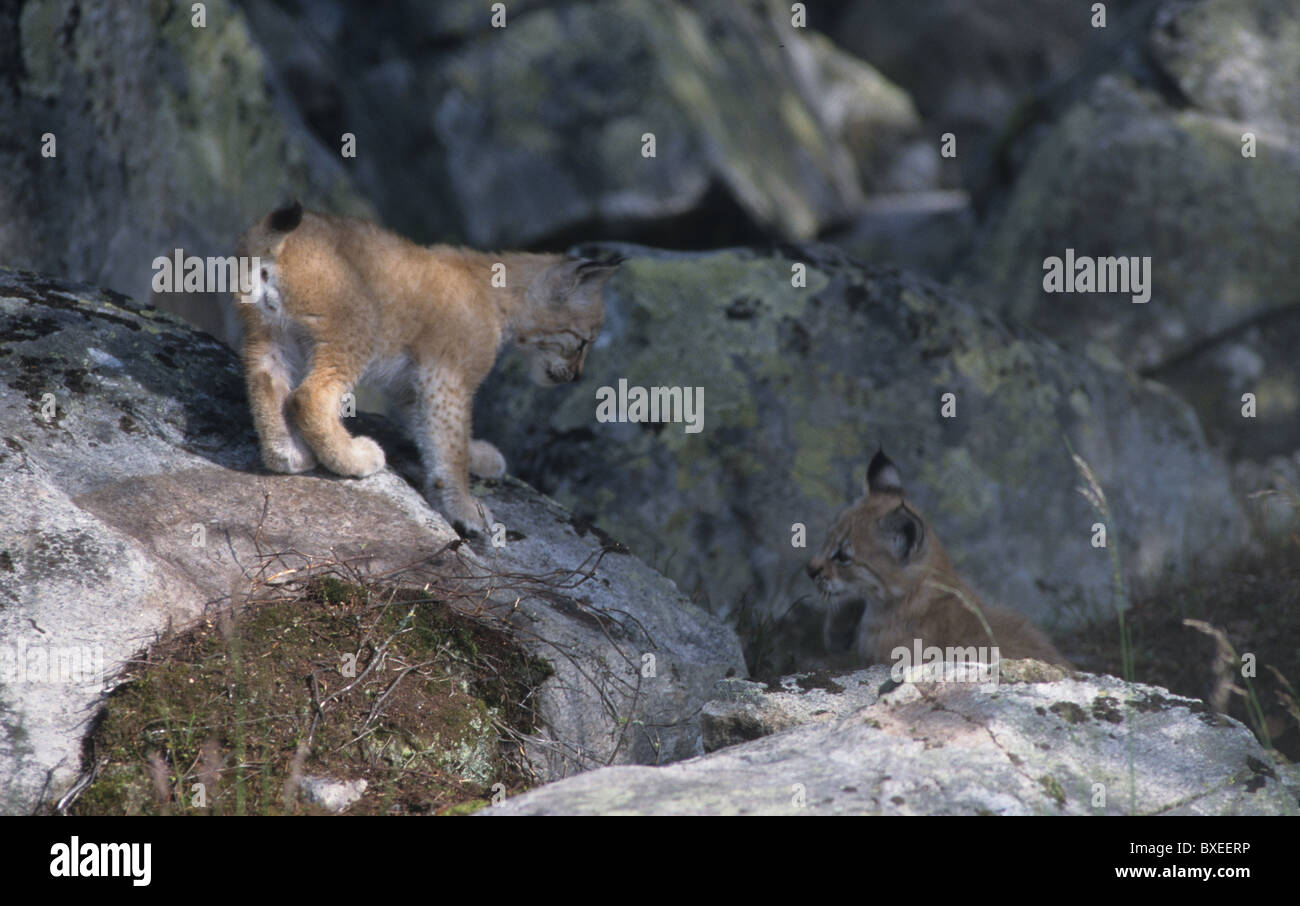 Young Lynx playing Stock Photo - Alamy