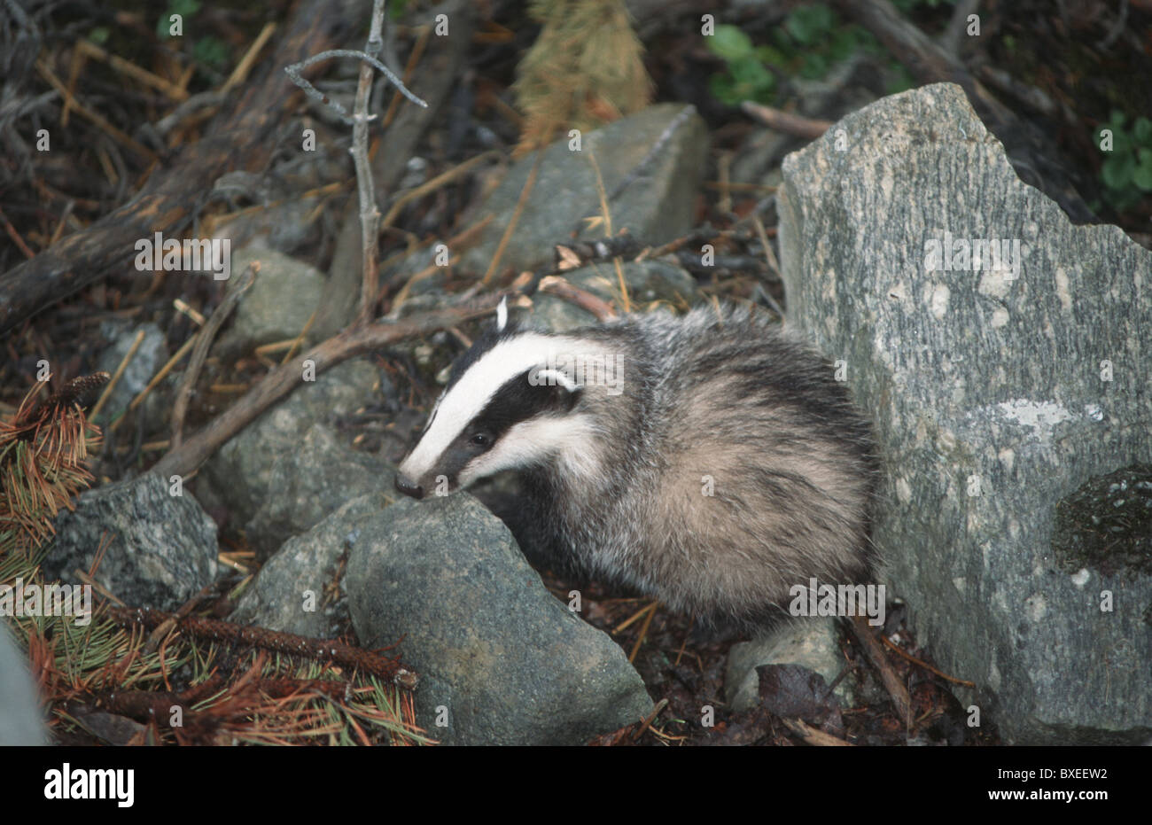 Badger, wildlife, Nature Stock Photo - Alamy