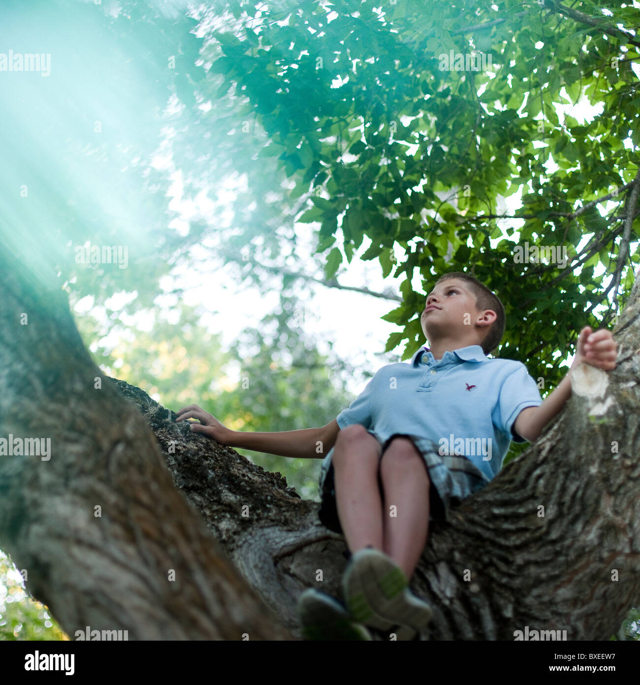 Young boy sitting in a tree Stock Photo - Alamy