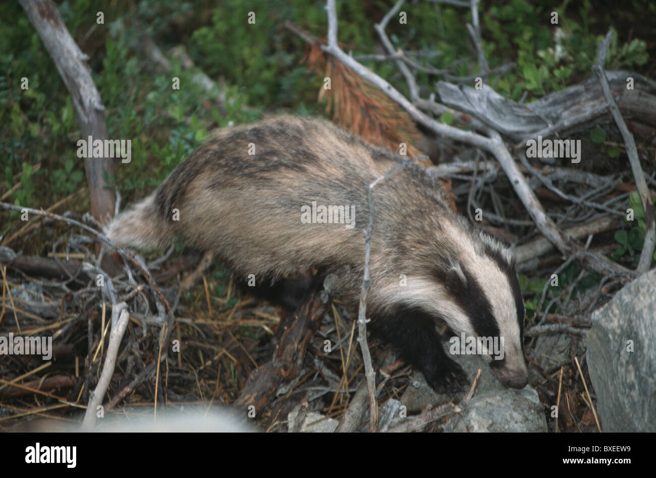 Badger, wildlife, Nature Stock Photo - Alamy