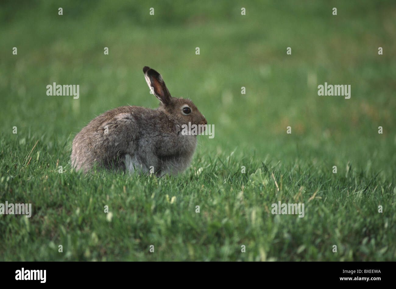 Hare in green grass, nature, wildlife Stock Photo - Alamy