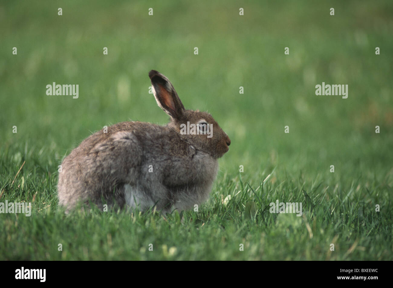 Hare in green grass, nature, wildlife Stock Photo - Alamy