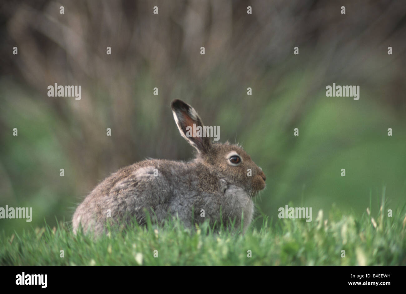 Hare in green grass, nature, wildlife Stock Photo - Alamy