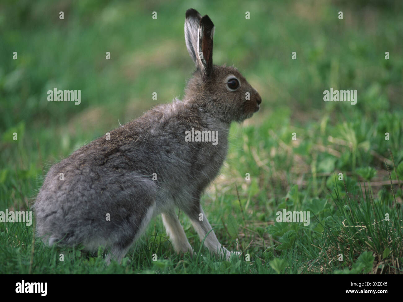 Portrait of a Hare, wildlife, nature Stock Photo - Alamy