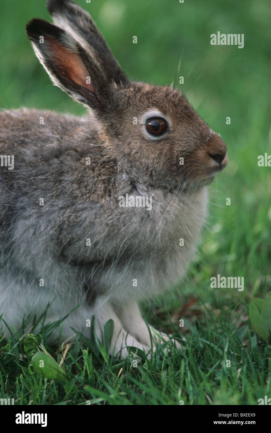 Portrait of a Hare, wildlife, nature Stock Photo - Alamy