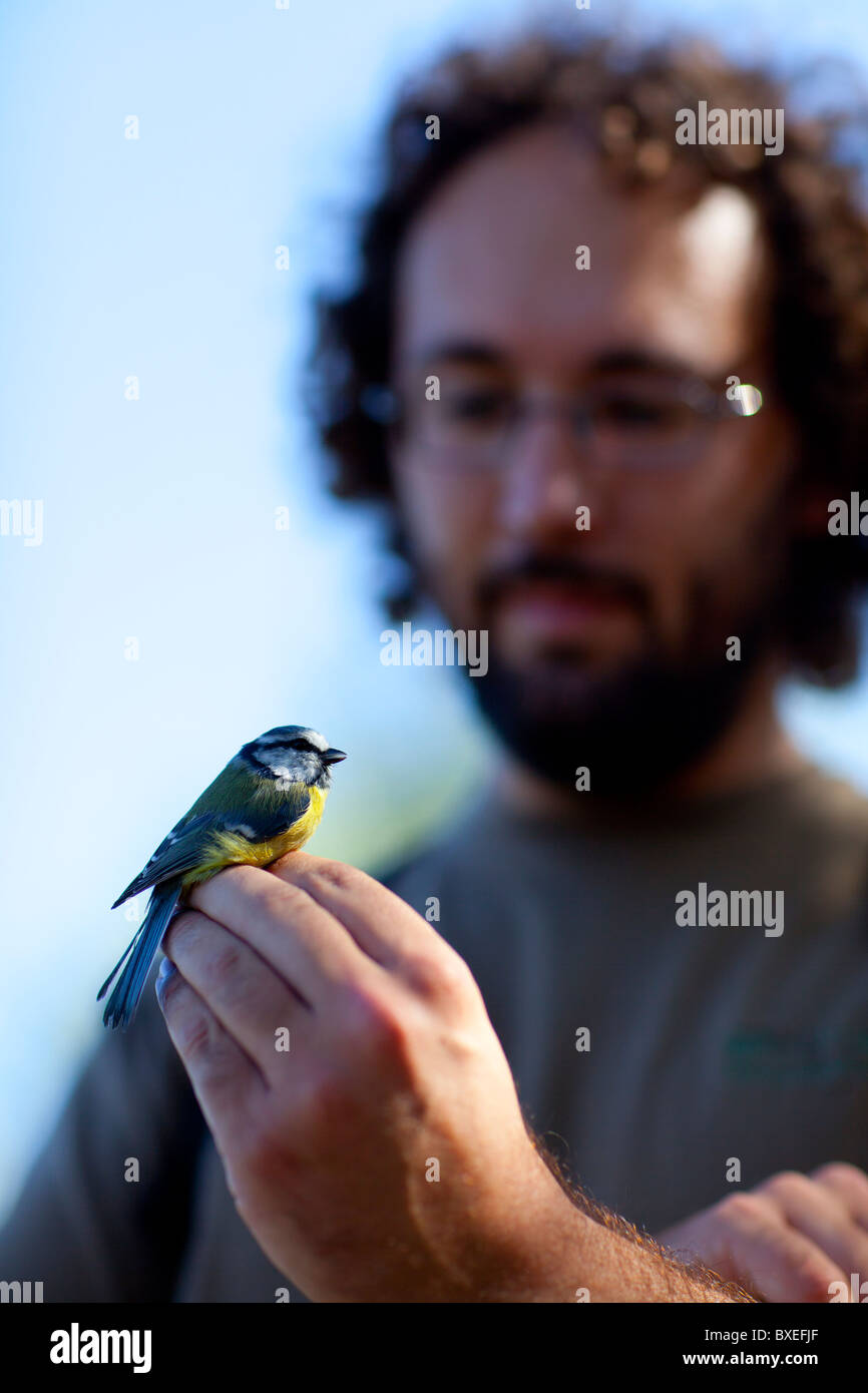 Ringing of birds hi-res stock photography and images - Alamy